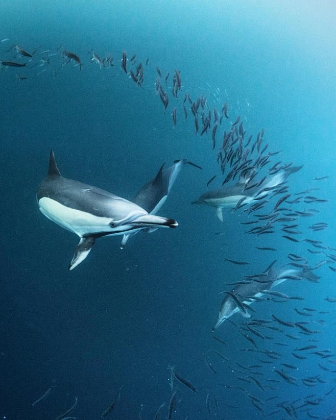 Spectacular Underwater Photography by Alex Dawson-花瓣网