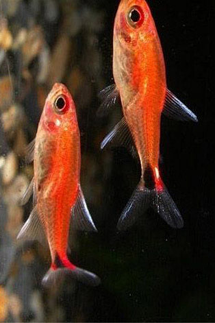 灯笼鱼目·灯笼鱼科：红灯笼鱼