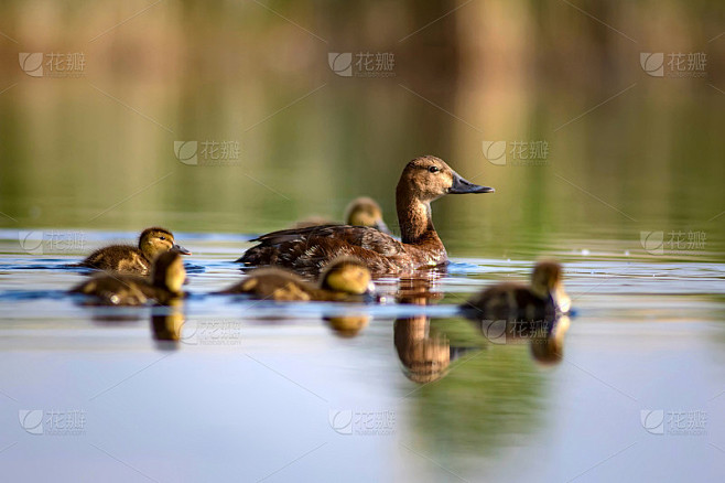 可爱的鸭子家庭。自然背景。鸟:常见的红头潜鸭。Aythya ferina