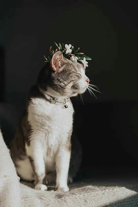 花瓣灵感详情页-花瓣网