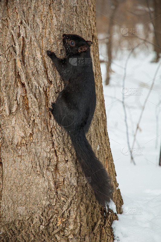 松鼠,动物毛发,树干,垂直画幅,野生动物,图像,户外,雪,森林,野外动物