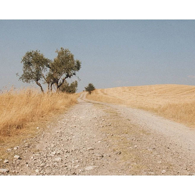 Alessandro Calvi图片_好大一棵树图片素材-花瓣网