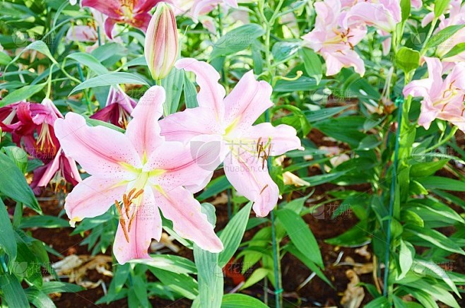花园里种着Lilly花
