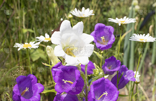 花园里的紫色铃铛