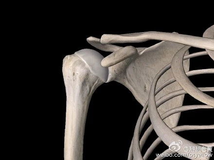 肩关节解剖图 from Ess.Anatomy-花瓣网