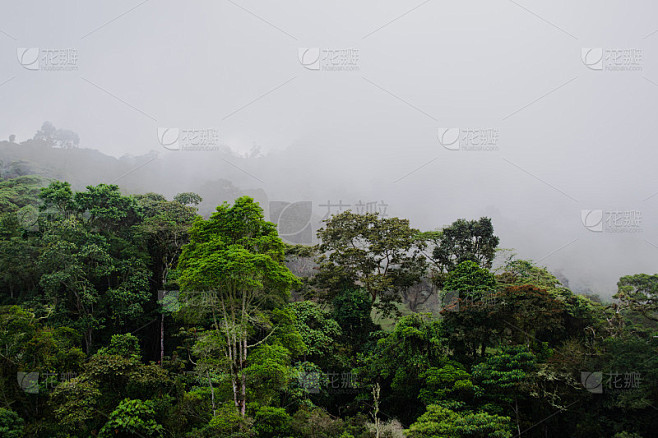 哥伦比亚浓雾笼罩的热带森林