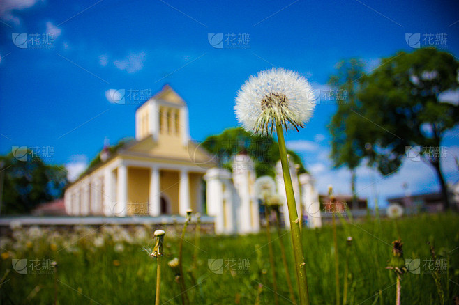 有柱子的建筑物背景中的大蒲公英