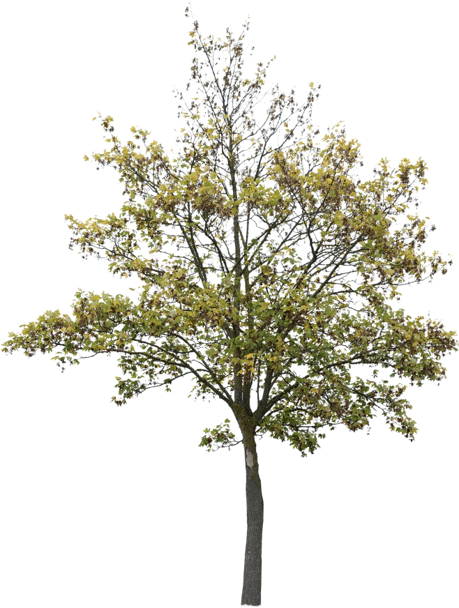 meye acer platanoides cut out tree in png-花瓣网