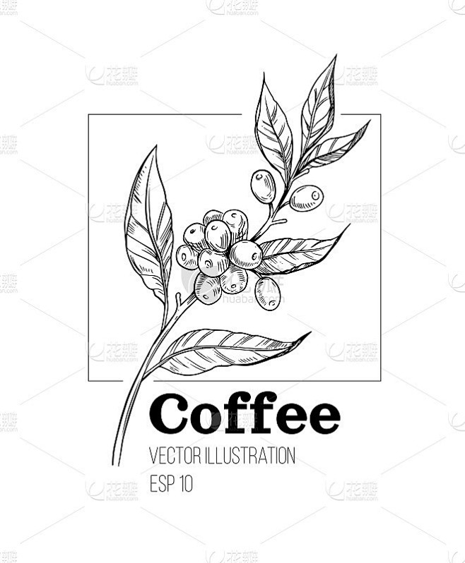 咖啡草图。咖啡树。矢量插图。黑色轮廓上透明的背景