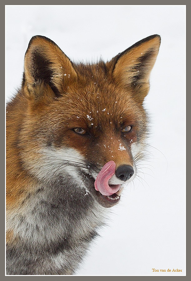 Fox | Flickr - Photo Sharing!