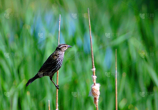 芦苇上的鸟素材-花瓣网