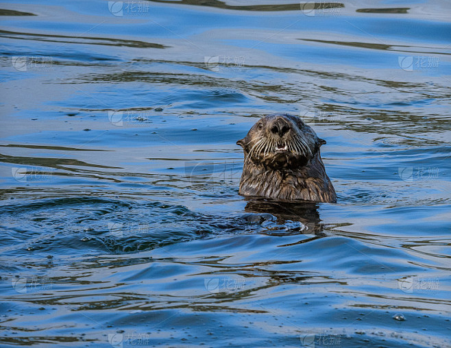 海獭从阿拉斯加冰冷的海水中探出头来