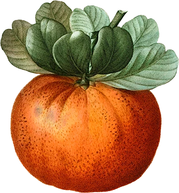 Flora-(56)-花瓣网