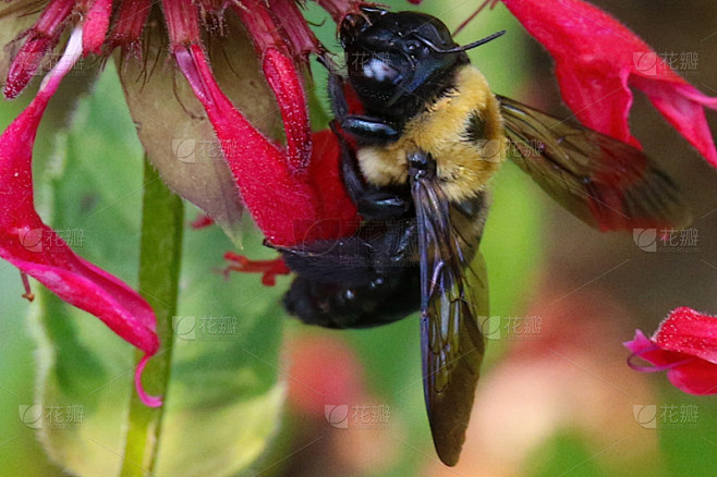 大黄蜂在红花上
