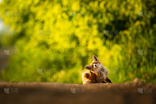 赤狐幼崽，Vulpes Vulpes