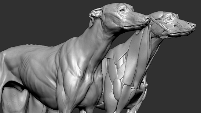 dog ecorshe WIP-花瓣网