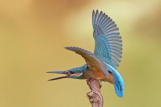 Common Kingfisher by Roy Avraham-花瓣网