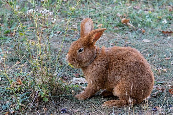 兔子,巨大的,黄色,可爱的,动物主题,动物耳朵,草类,哺乳纲,一只动物