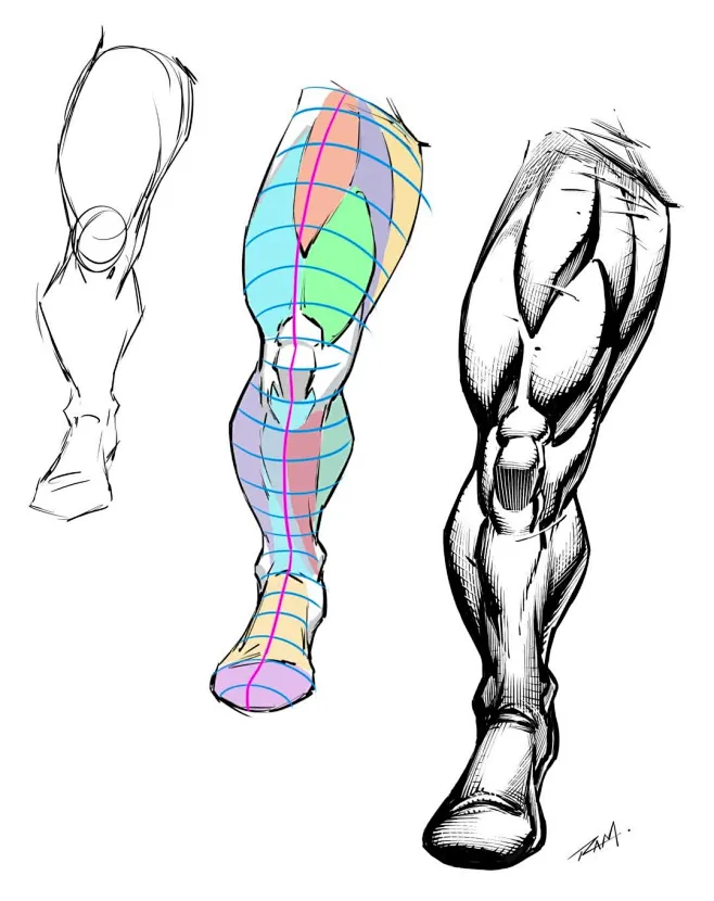 three different types of leg muscles are shown in this drawing ...