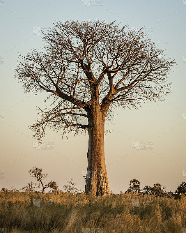 猴面包树孤零零地矗立在沙漠中