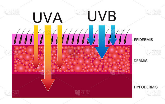 同时保护UVA和UVB。