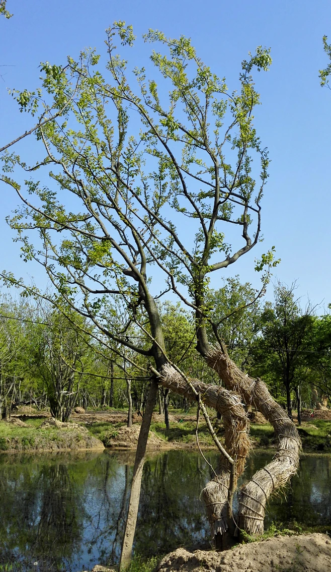歪脖朴树-花瓣网