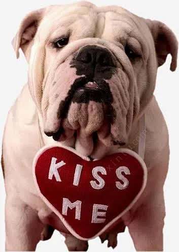 斗牛犬png免抠素材_新图网 https://ixintu.com 狗 宠物 斗牛犬-花瓣网