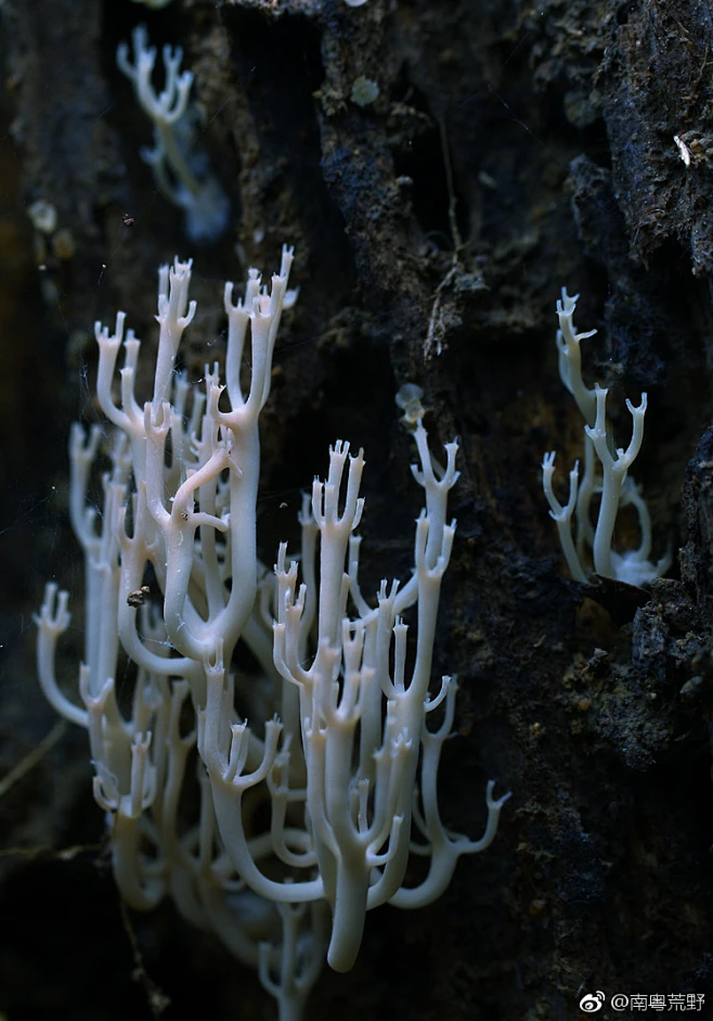 珊瑚菌-花瓣网