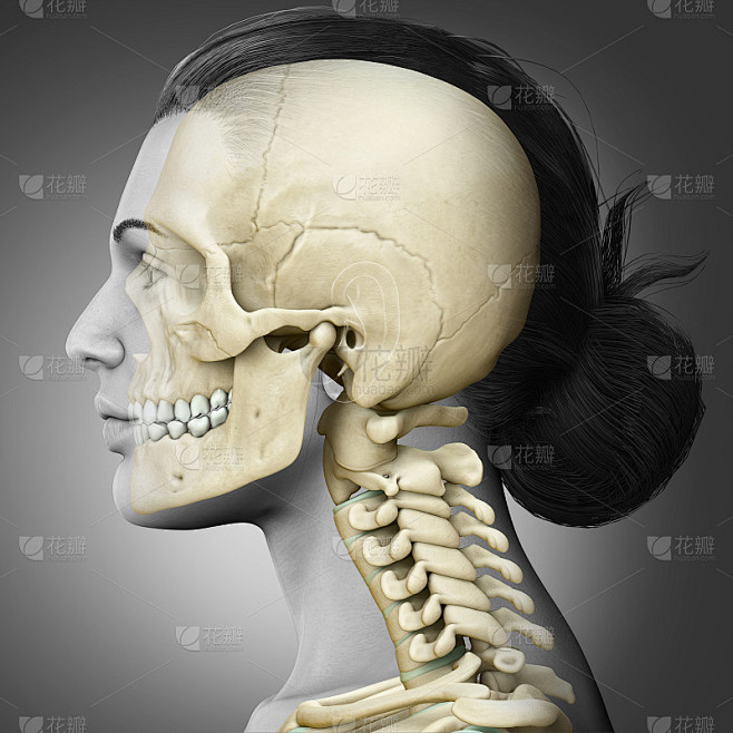 3d渲染，医学上准确的女性头骨和颈部解剖的插图