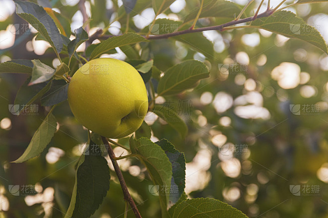 自然orchard-grown苹果。不添加农药