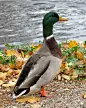 Toulouse Goose Bird Duck Domestic Goose PNG - Free Download-花瓣网