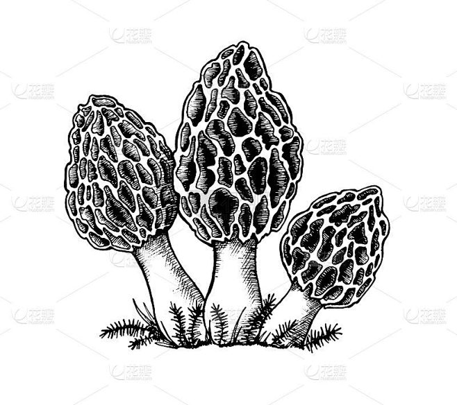 羊肚菌的矢量图