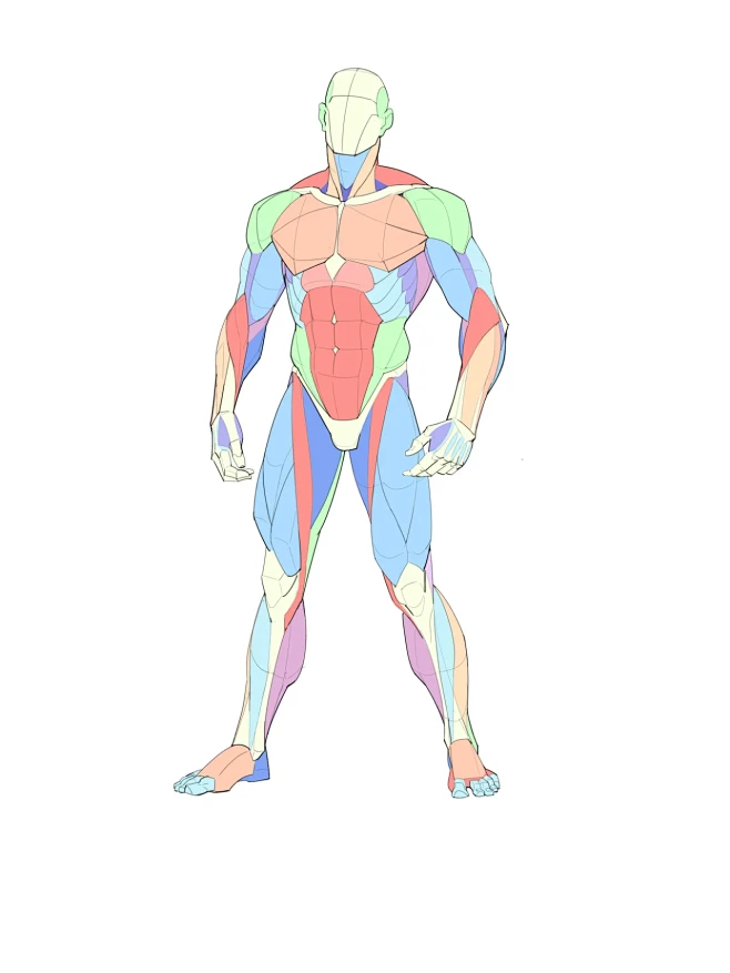跟新一组男性肌肉结构和动态绘画素材-花瓣网