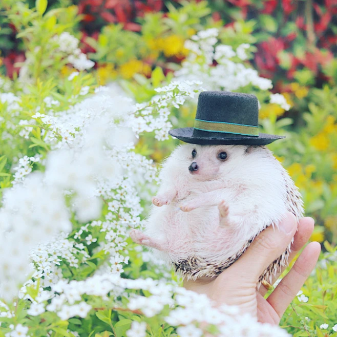 ⚘ ⚘ ⚘春游的小刺猬azuki~【ins：hedgehog_azuki】 -花瓣网