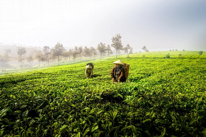 Ricky Irawan在 500px 上的照片Pemetik Teh-花瓣网