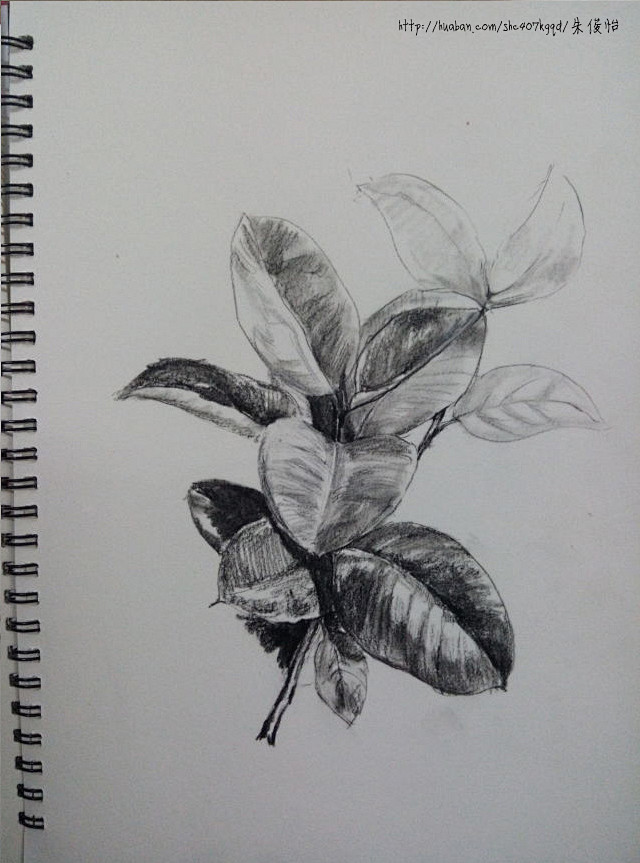 psb (21)简笔画手绘，黑白花草木，白描花草http://huaban.com/shc407kgqd/ #小清新# #治愈系# #背景图# #素描##白描##简笔画##插画#