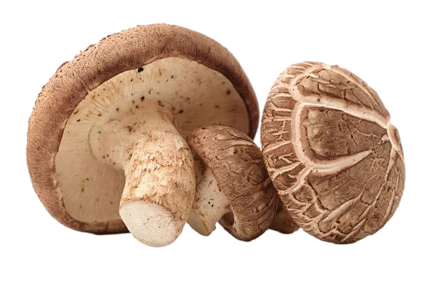 10396_pixian_ai-花瓣网