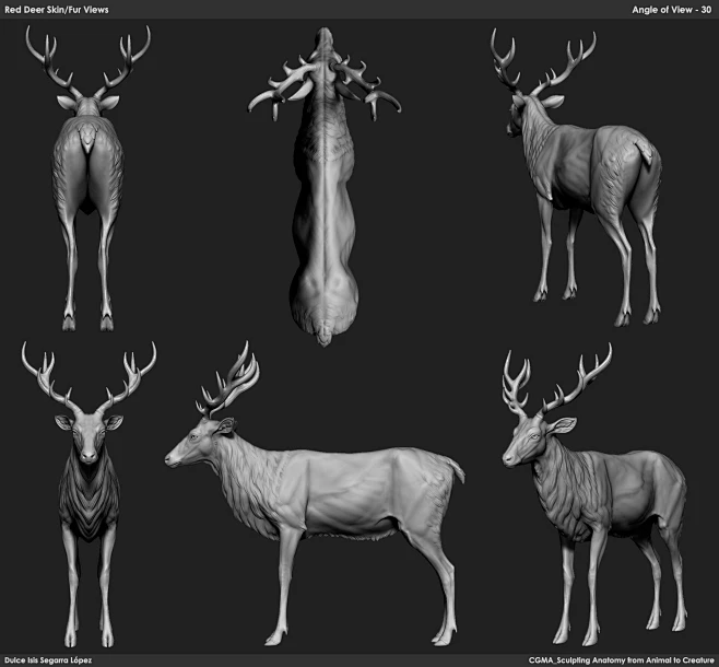 Red Deer - Anatomy Study (WIP)-花瓣网