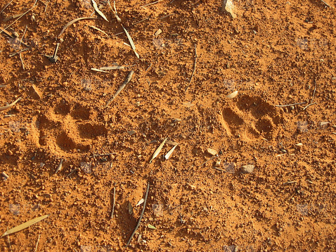 Dingo Tracks