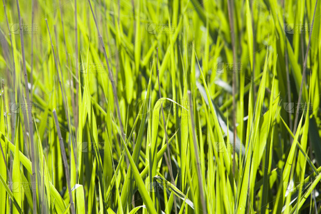 Green reed