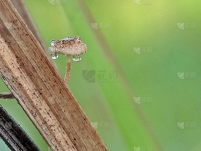 Crinipellis setipes |真菌