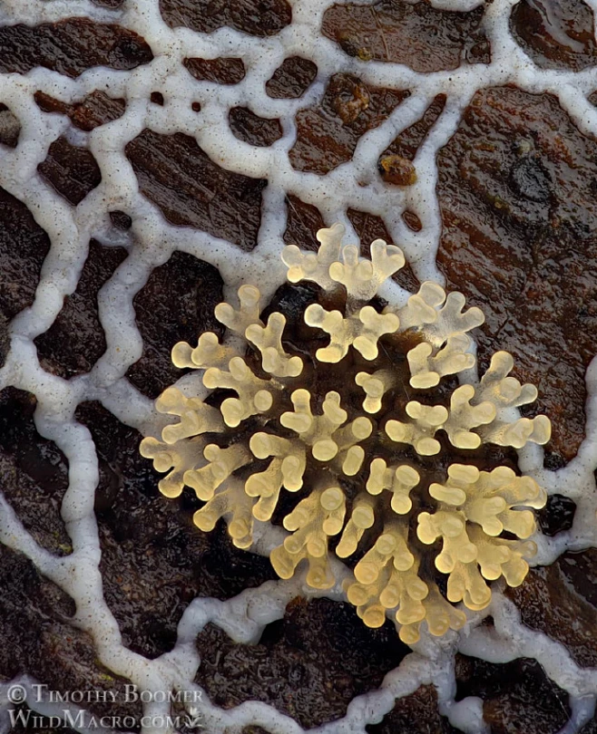 Tim Boomer -花瓣网