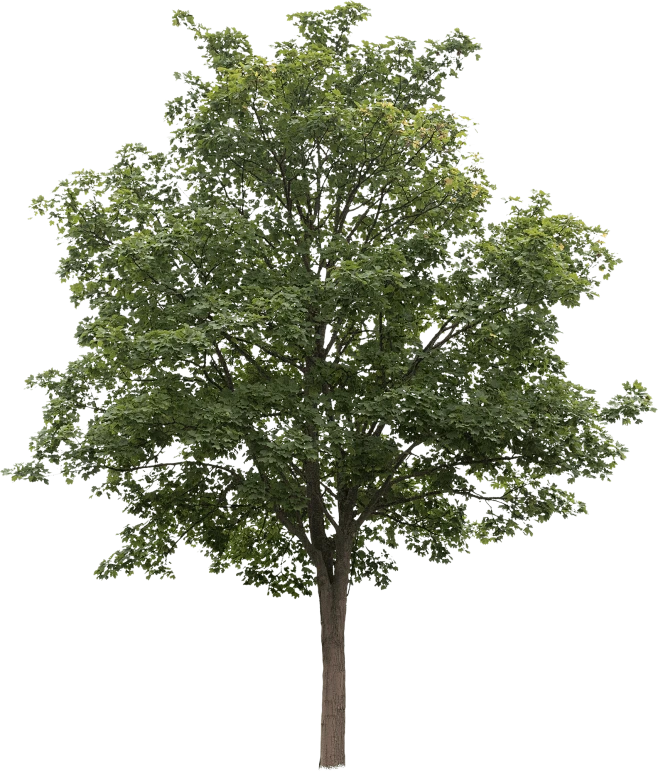 meye acer platanoides cut out tree in png-花瓣网