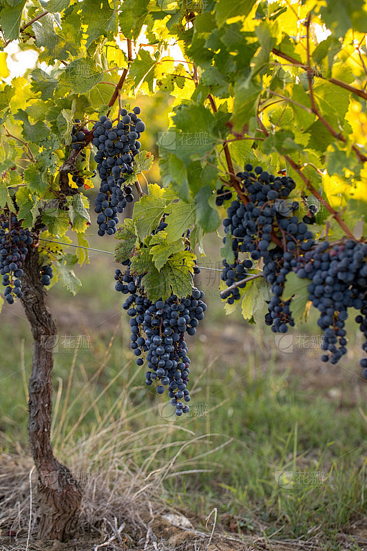 红葡萄酒葡萄准备收获和葡萄酒生产。圣爱美浓,法国