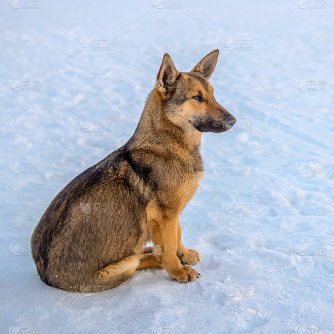 一只狗坐在河边的冰面上看日落