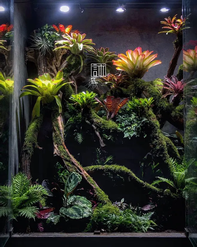 9米加5米。又破了自己的尺寸记录 - 雨林水陆及微景观 - CTA南美水族 - Powered by Discuz!-花瓣网