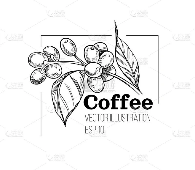 咖啡草图。咖啡树。矢量插图。黑色轮廓上透明的背景素材-花瓣网