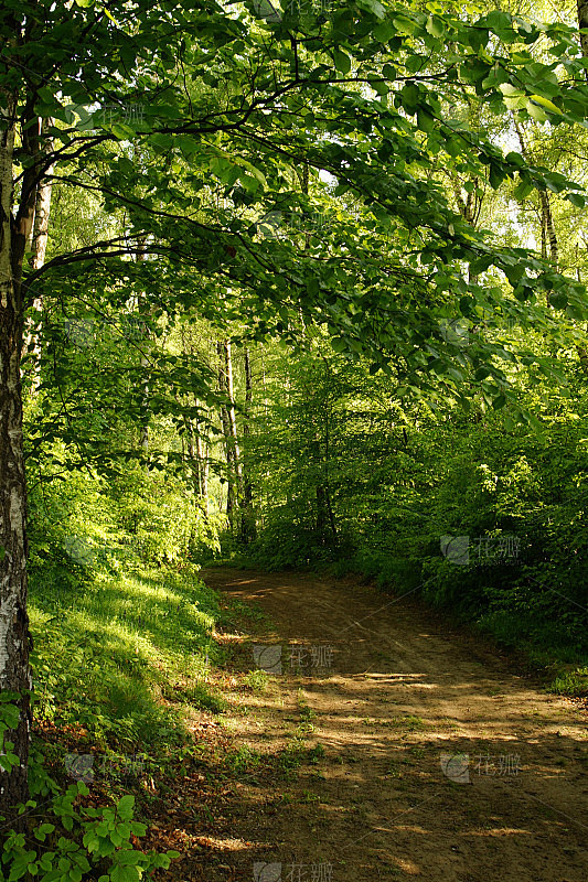 那条路蜿蜒穿过森林