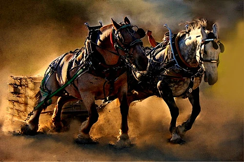 骏马 (2415)-花瓣网