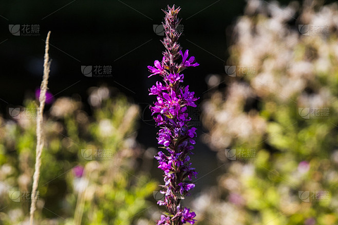 夏日里的紫色花朵